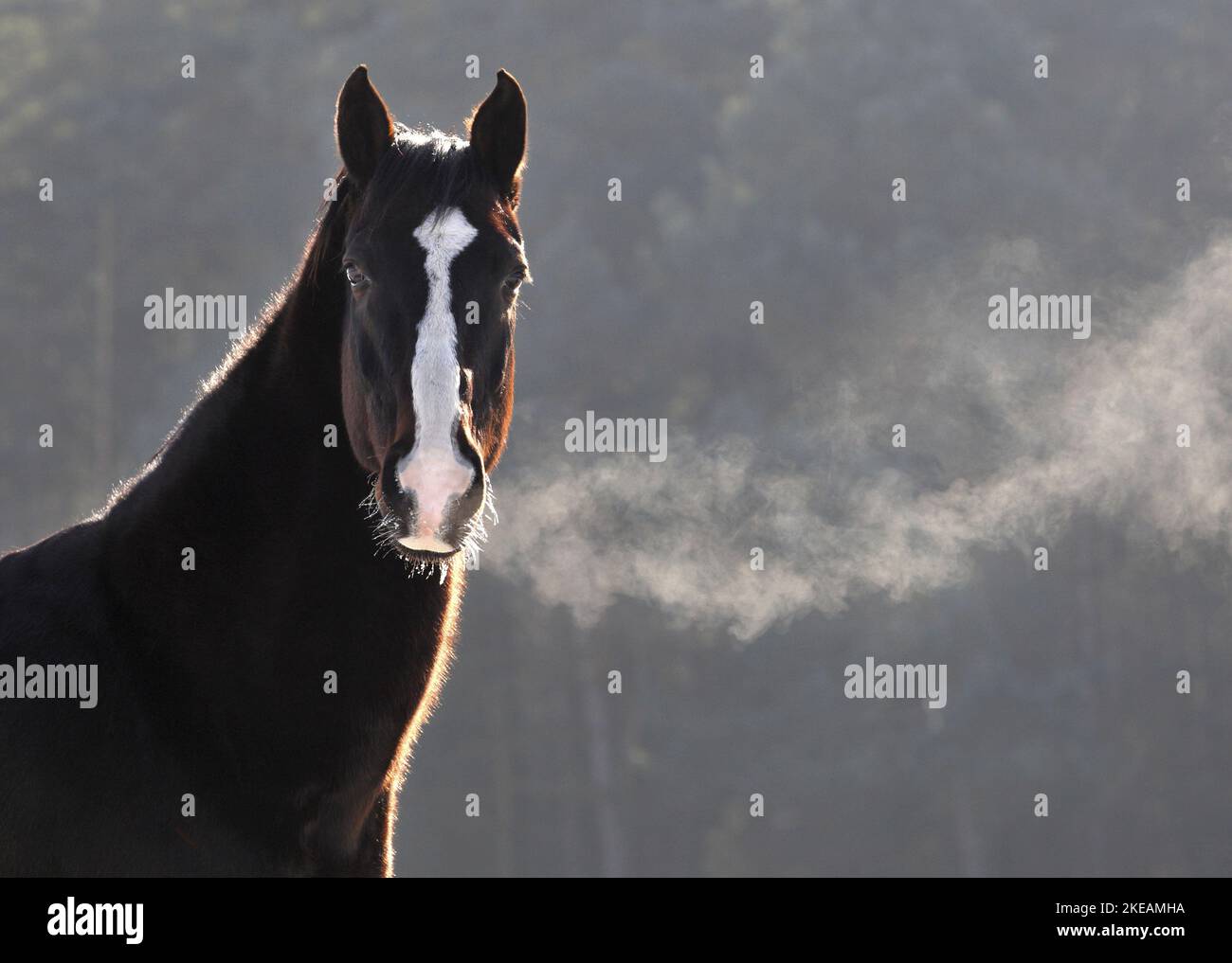 Holstein Horse portrait Stock Photo - Alamy