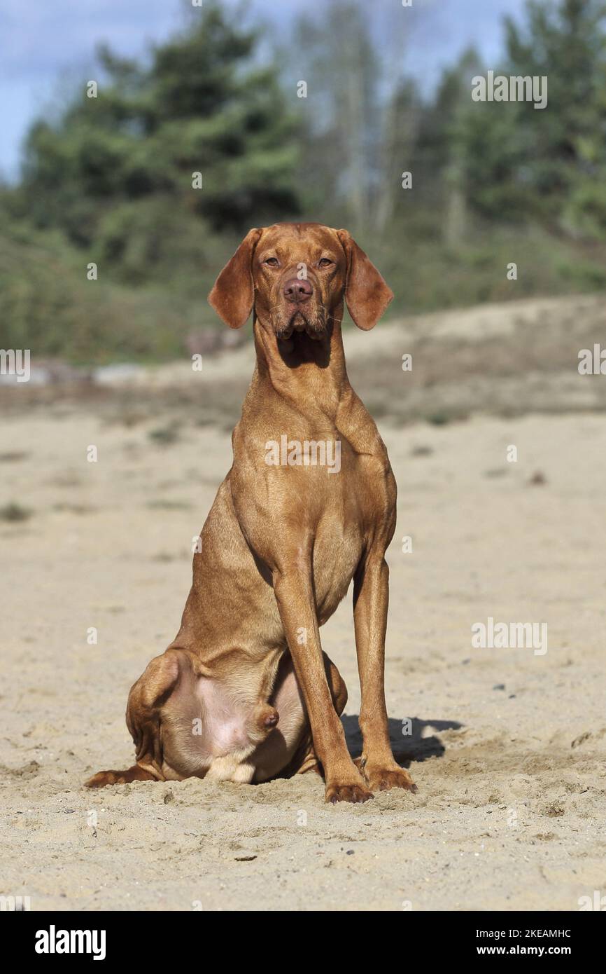 sitting Magyar Vizsla Stock Photo - Alamy