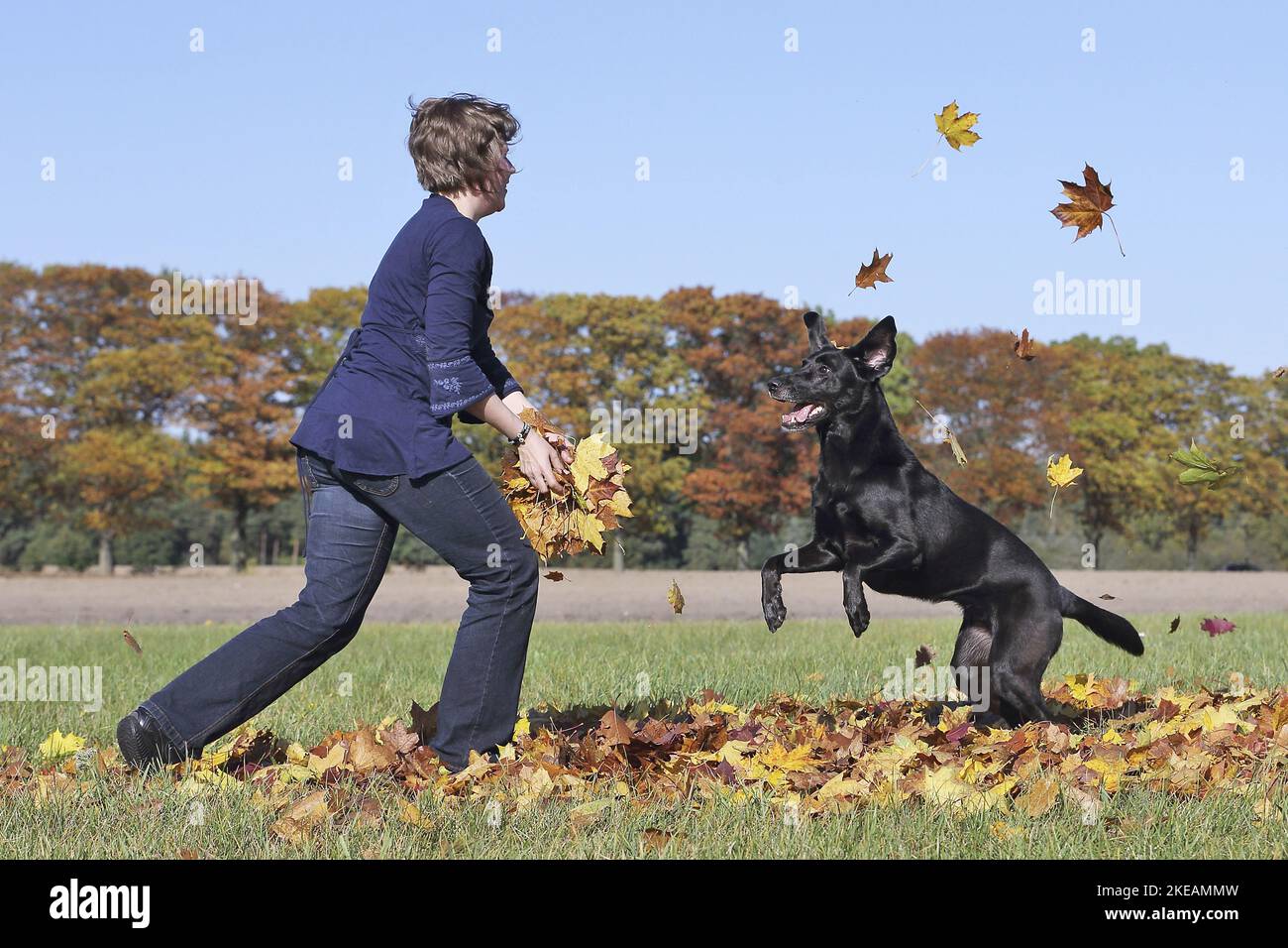 Woman and black labrador retrievers hi-res stock photography and images ...