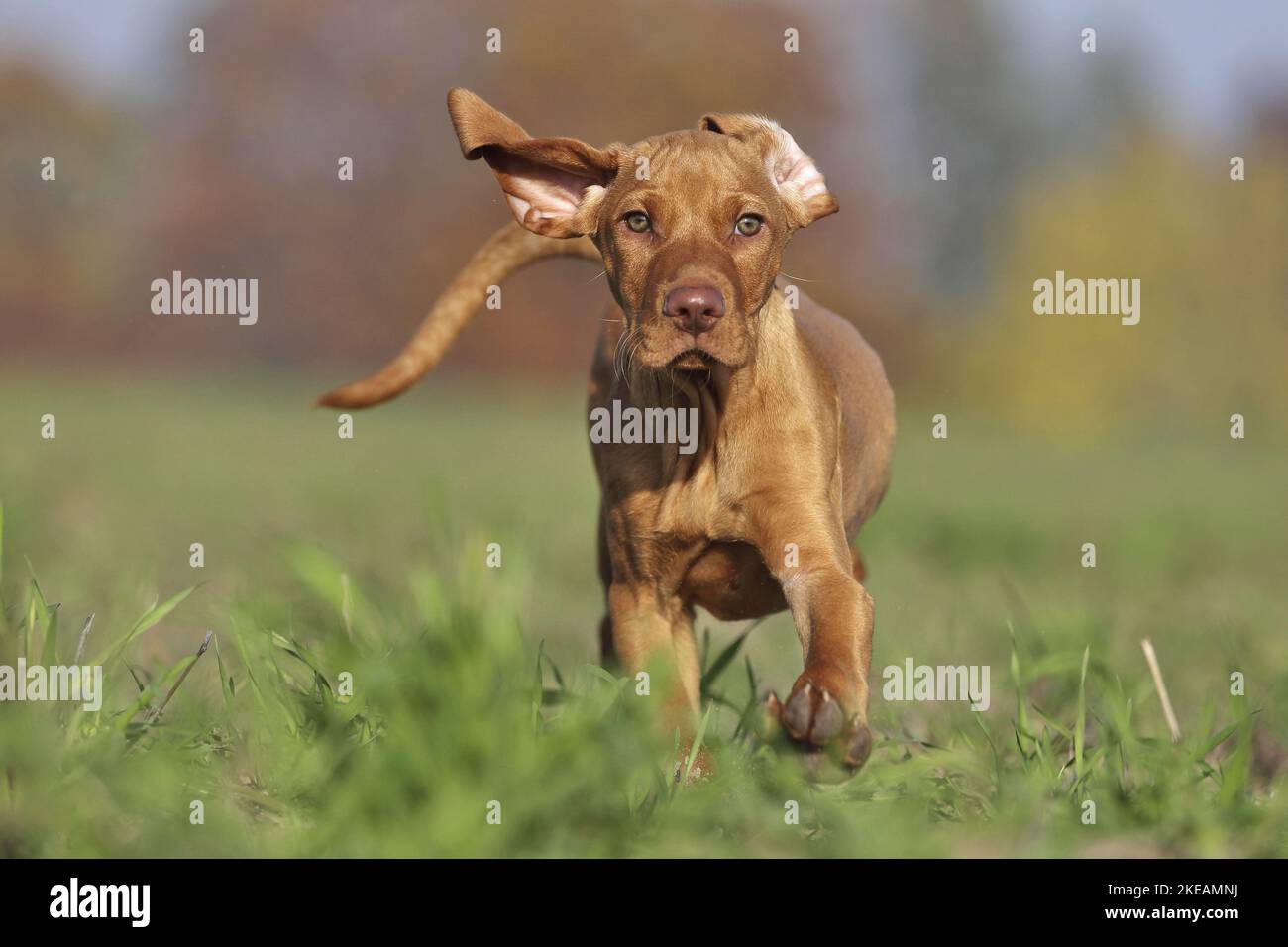 running Magyar Vizsla puppy Stock Photo - Alamy