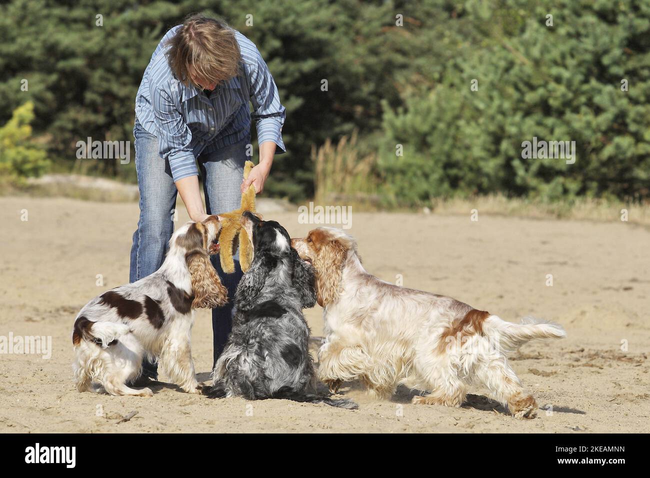 Women with cocker spaniel gundog hi-res stock photography and images ...