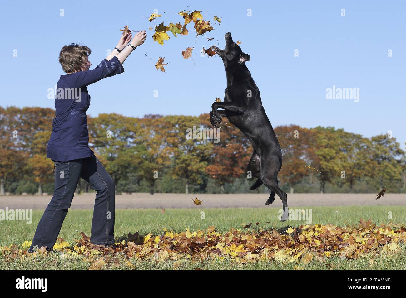 Labrador catching game hi-res stock photography and images - Alamy