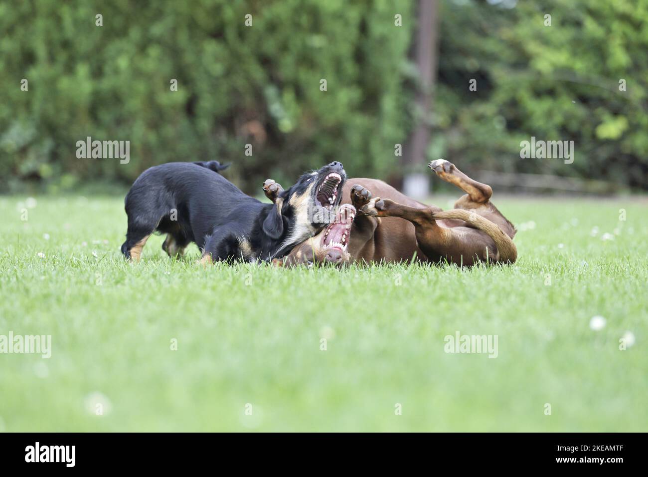 playing 2 Dogs Stock Photo - Alamy