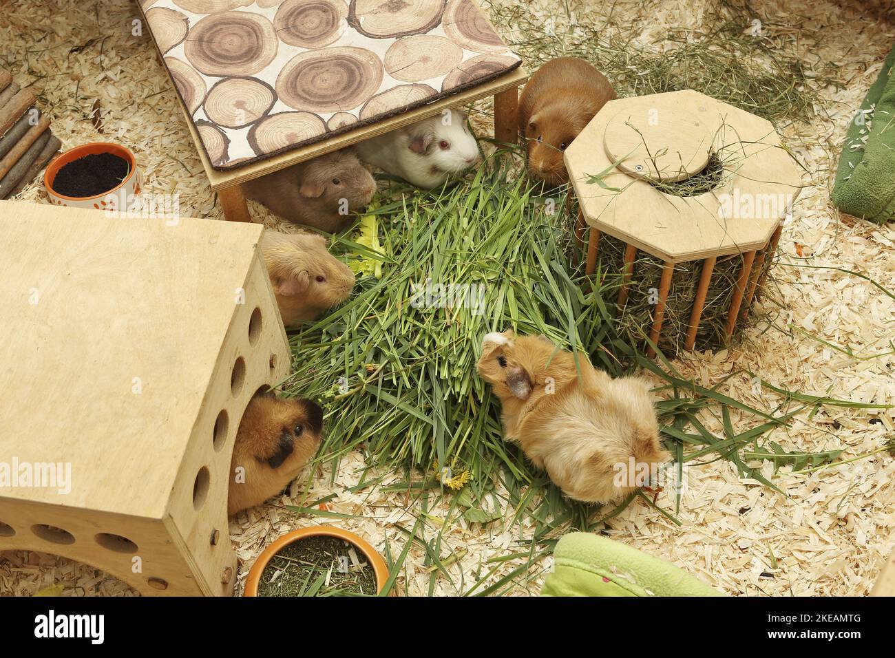 Beige creme brindle hi-res stock photography and images - Alamy