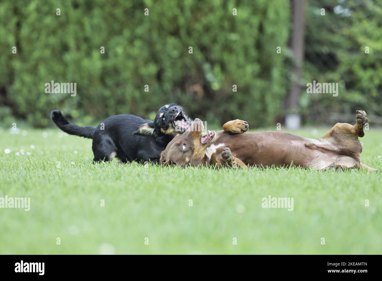 playing 2 Dogs Stock Photo - Alamy
