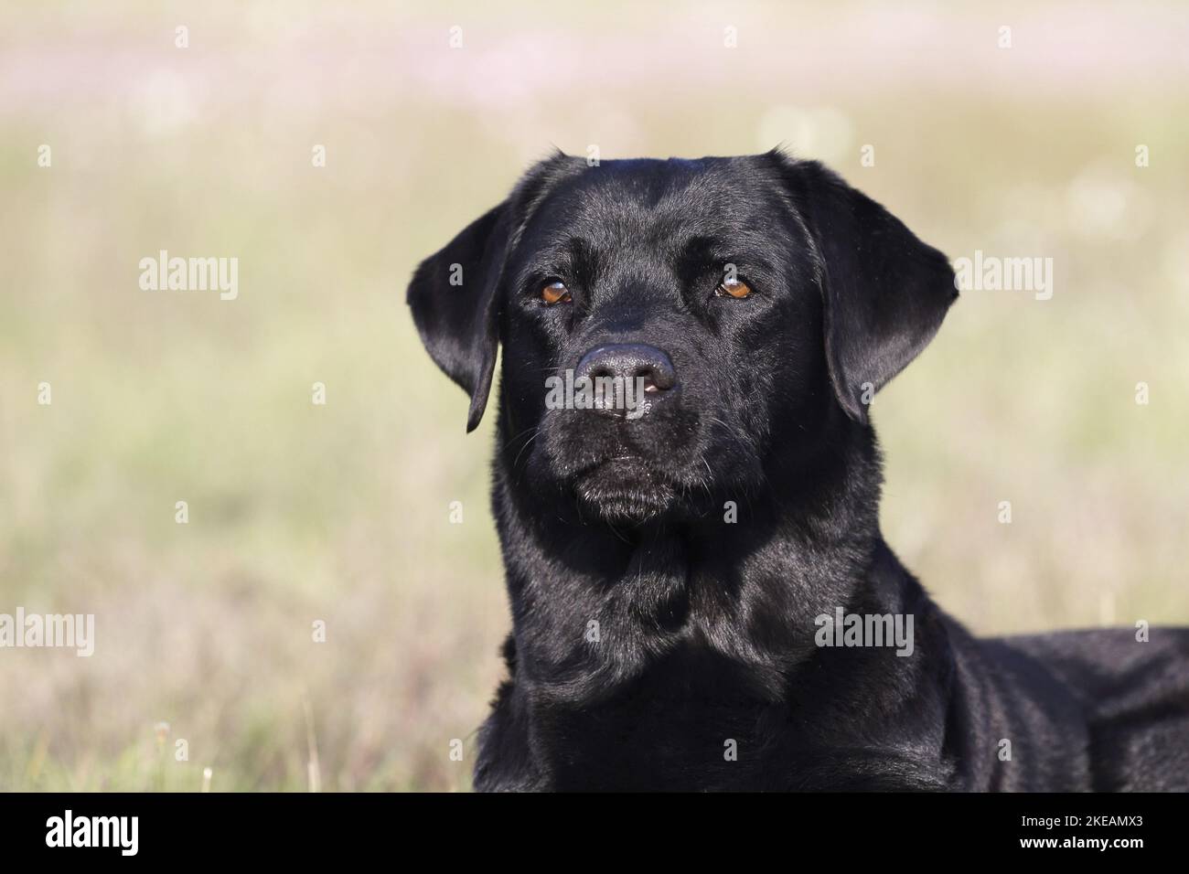 Labrador Retriever Portrait Stock Photo - Alamy