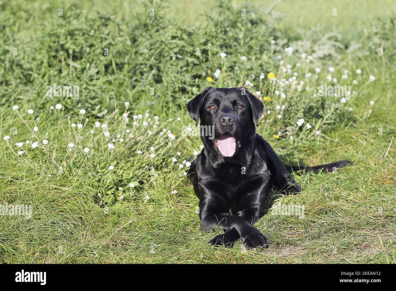 Black labrador retriever dog lying paw hi-res stock photography and ...