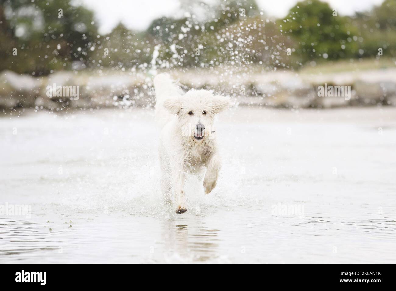 Medium sized labradoodle hi-res stock photography and images - Alamy