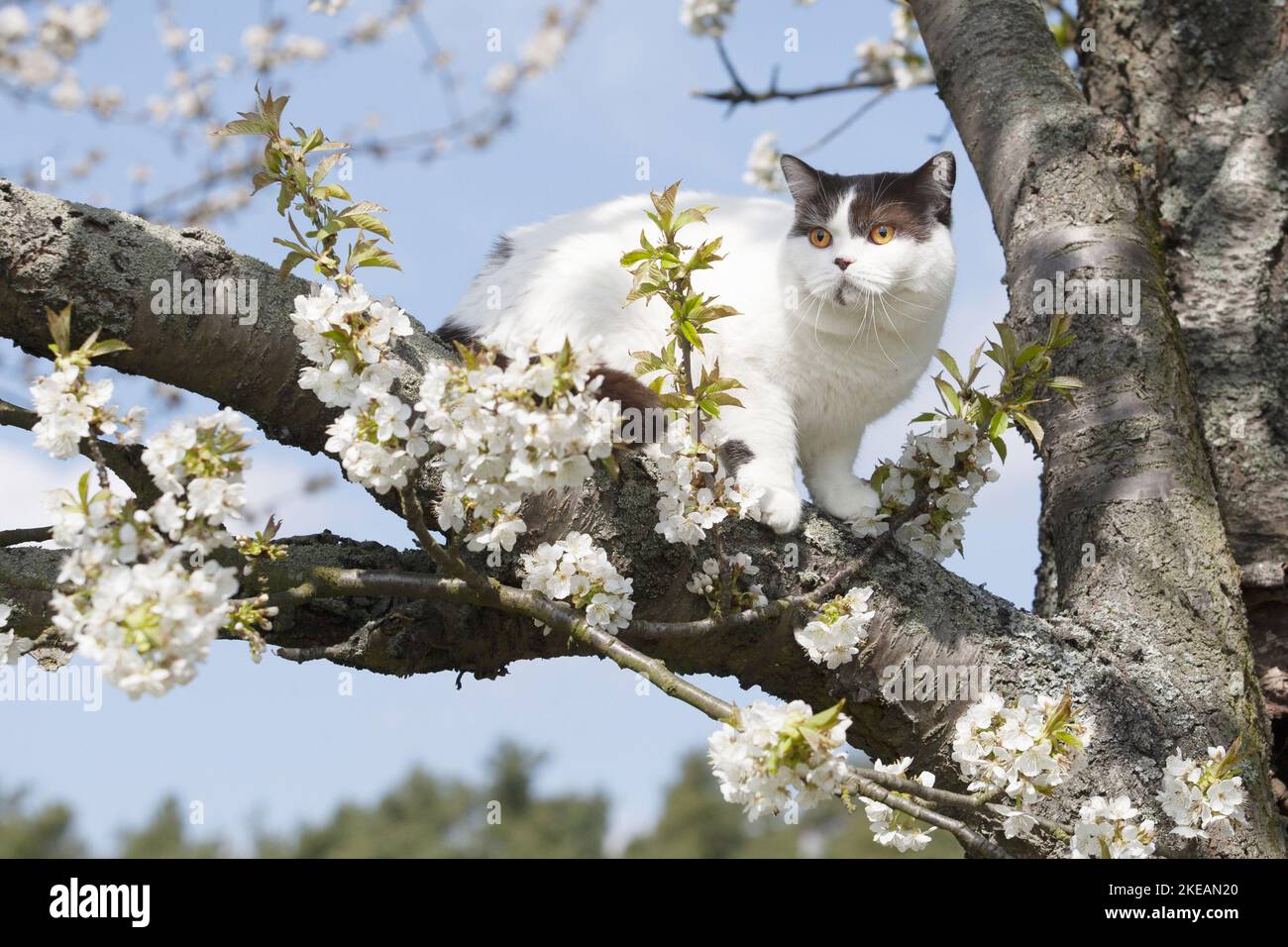 Domestic cat cherry tree hi-res stock photography and images - Alamy