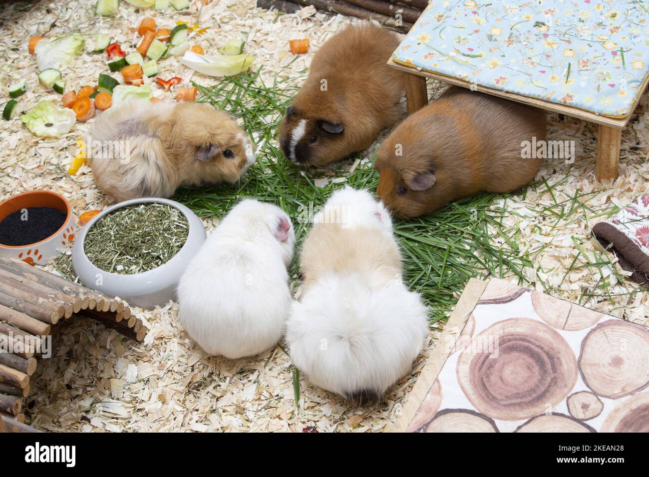 Back view of two teddies hi-res stock photography and images - Alamy