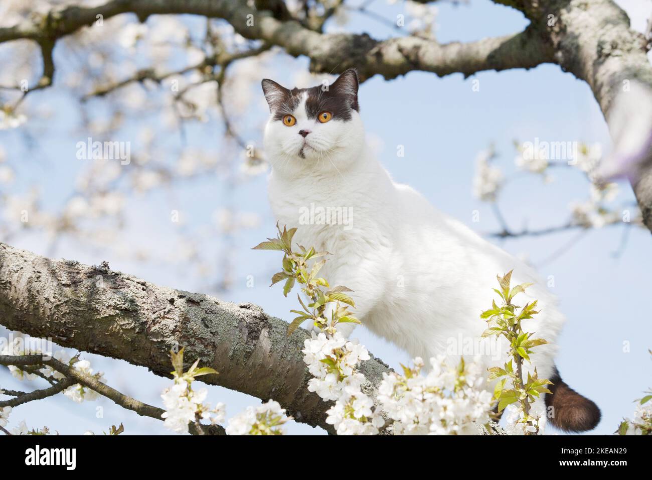 Domestic cat cherry tree hi-res stock photography and images - Alamy