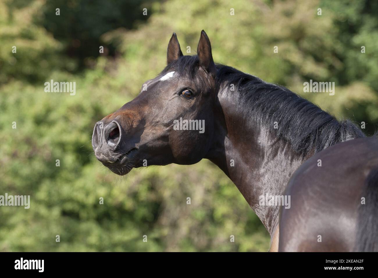 Whinnying horse horses hi-res stock photography and images - Alamy