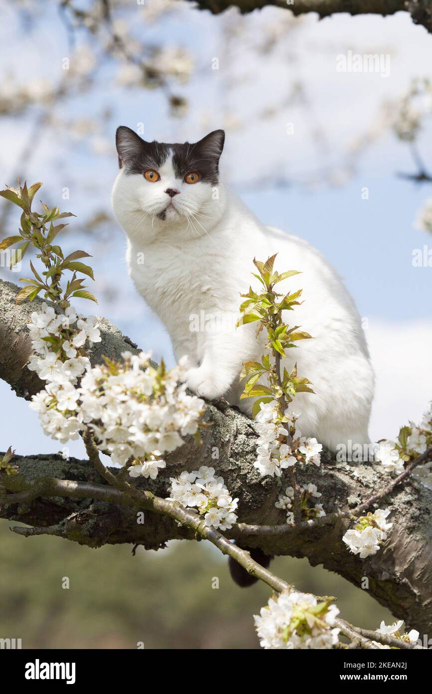 Domestic cat cherry tree hi-res stock photography and images - Alamy