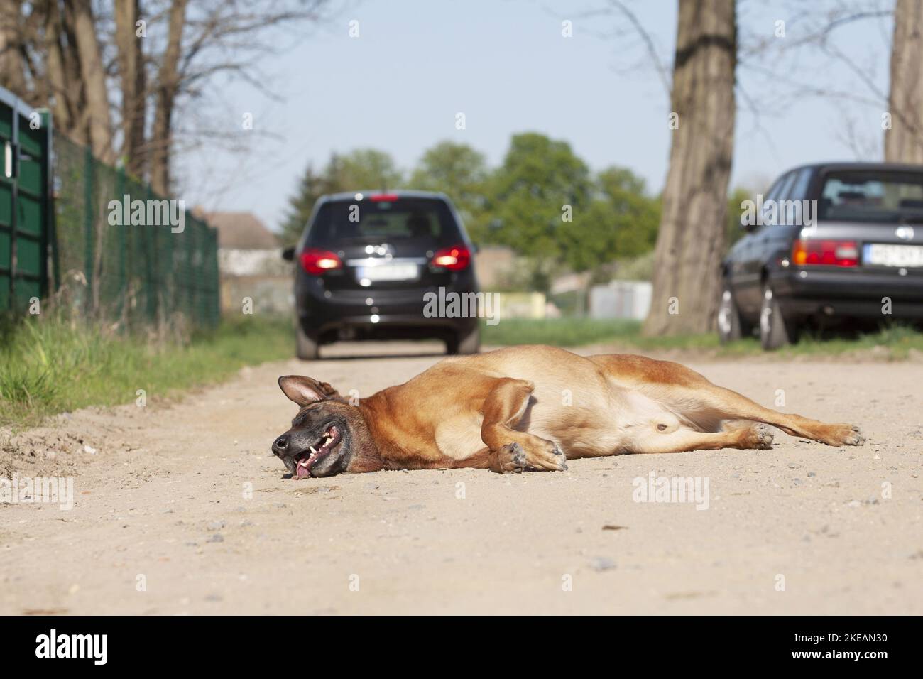 Car crash with dog hi-res stock photography and images - Alamy