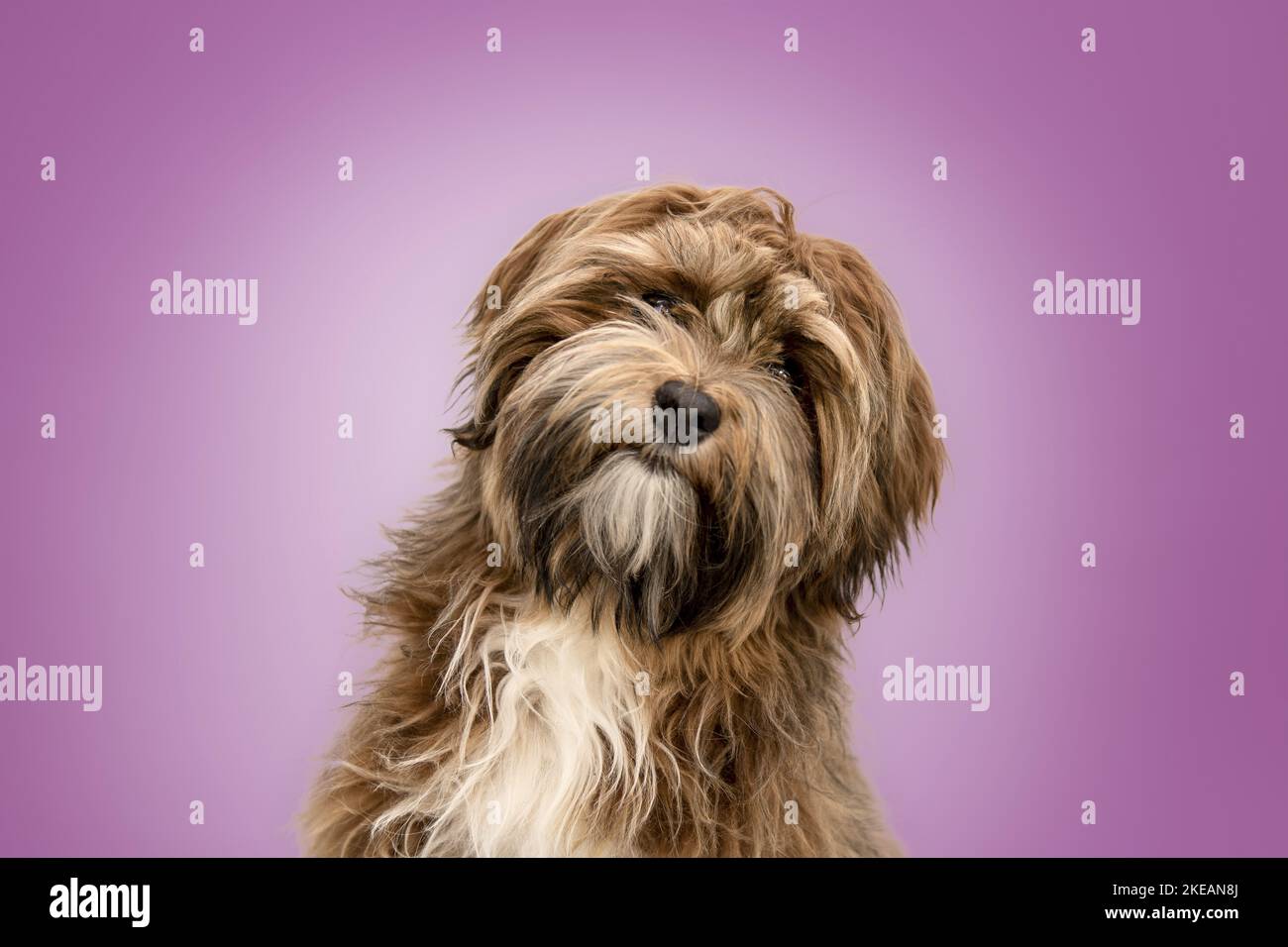Havanese Puppy portrait Stock Photo - Alamy