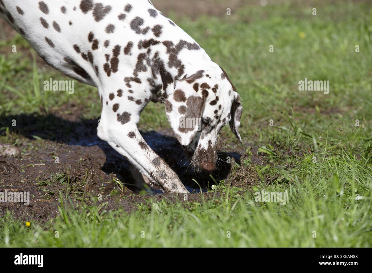 Grass grassland digging hi-res stock photography and images - Alamy