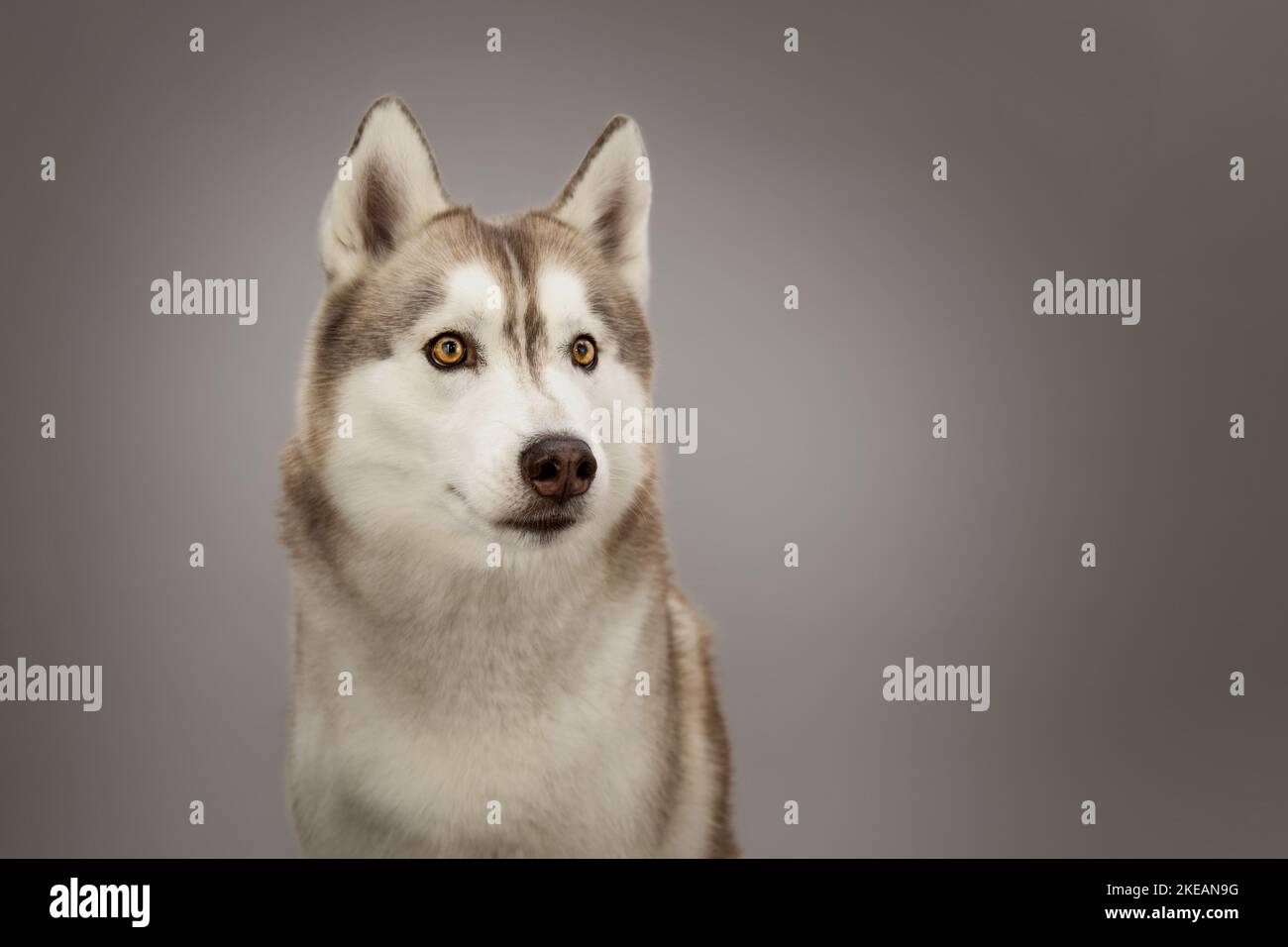 Siberian Husky portrait Stock Photo - Alamy