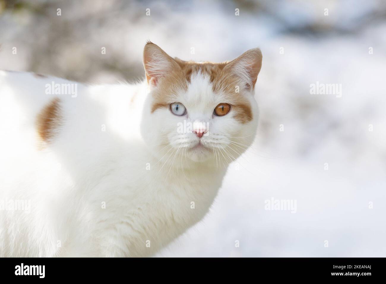 British Shorthair Portrait Stock Photo - Alamy