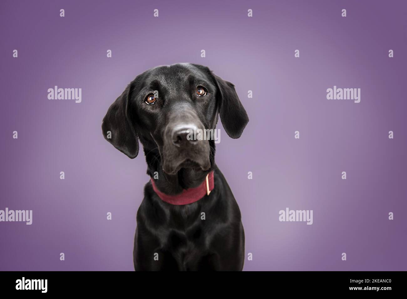 Retriever purple collar hi-res stock photography and images - Alamy