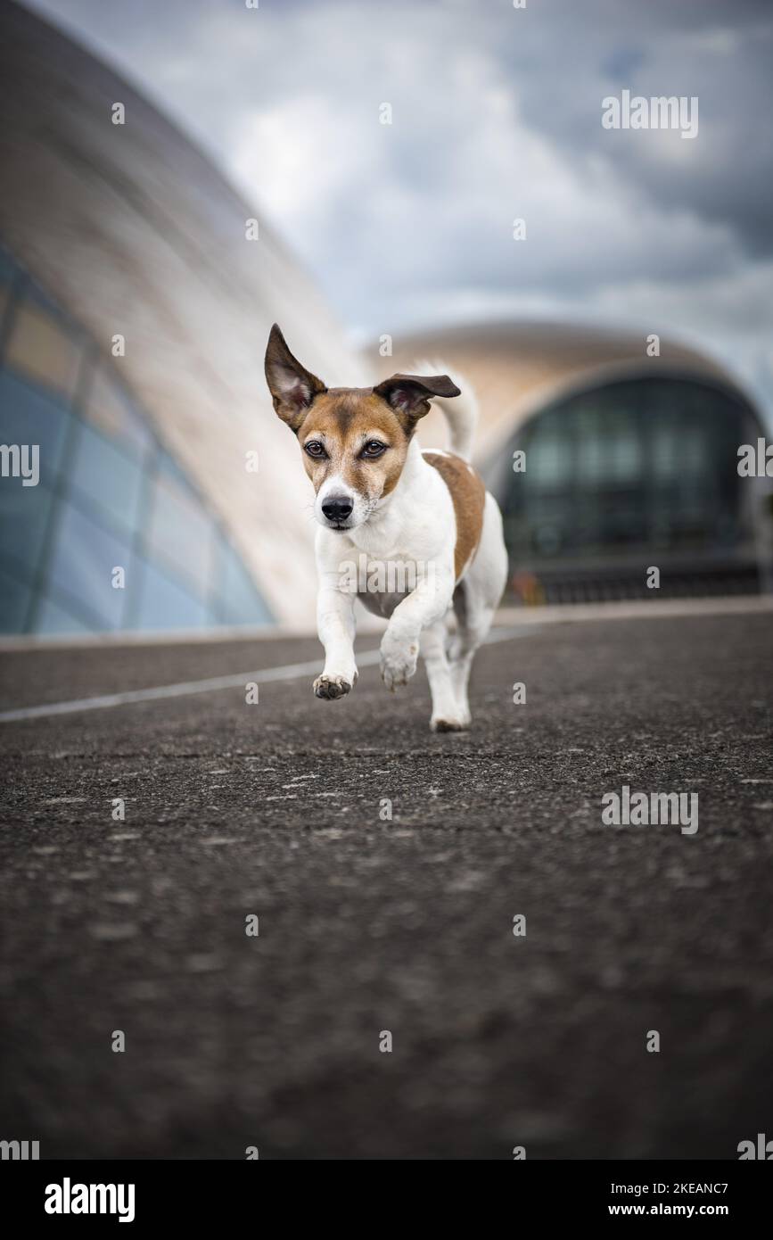 running Jack Russell Terrier Stock Photo - Alamy
