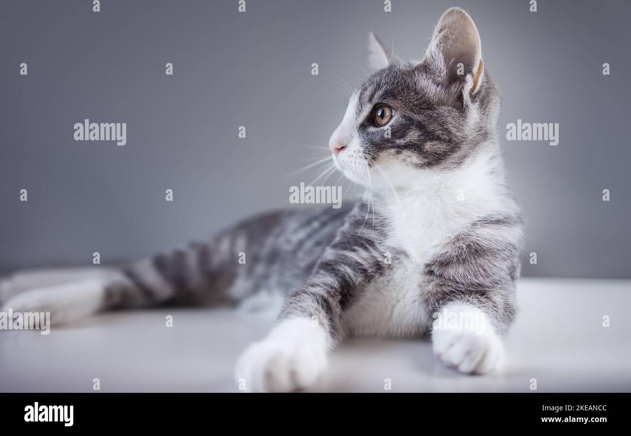 Kitten sideview hi-res stock photography and images - Alamy