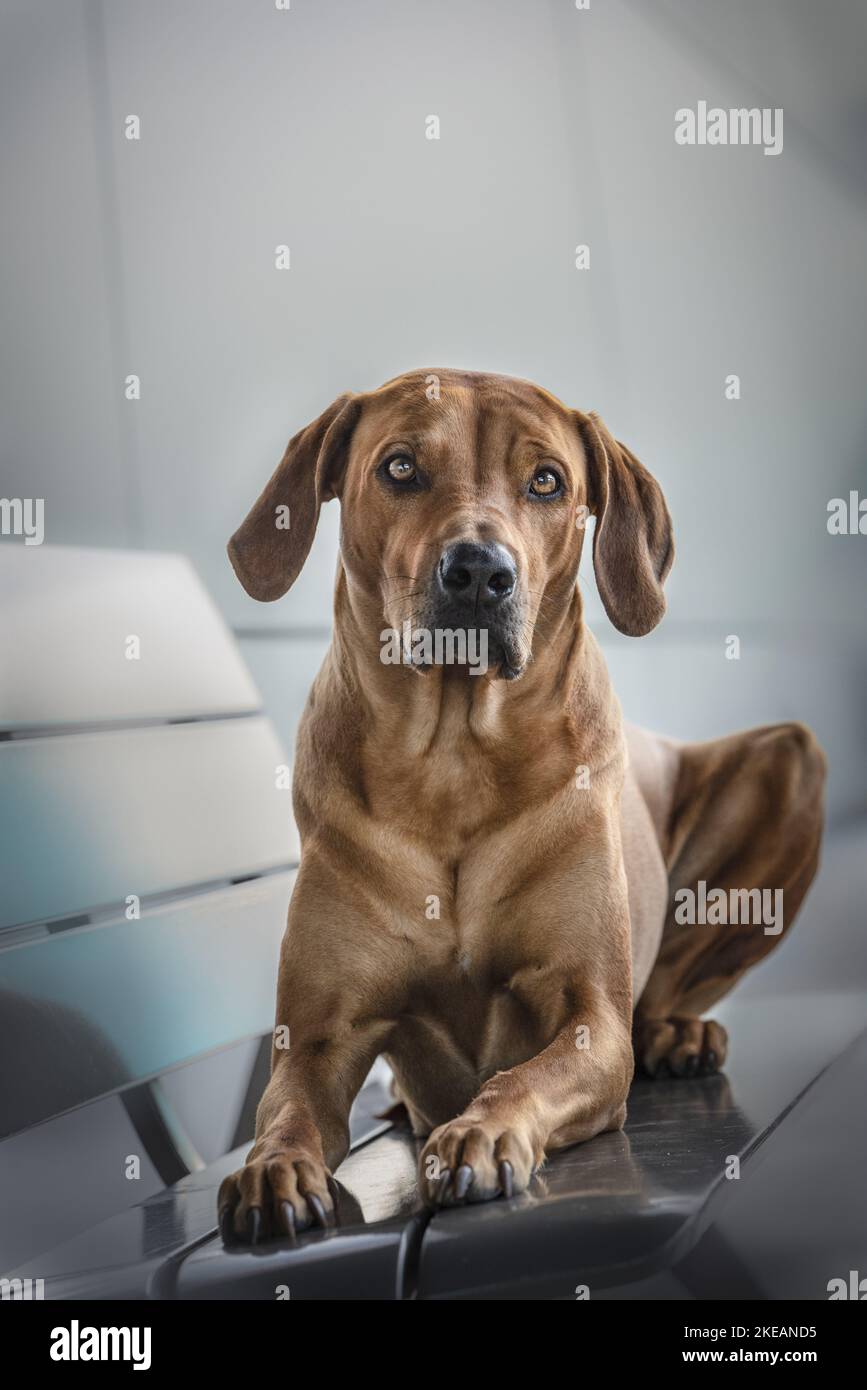 lying Rhodesian Ridgeback Stock Photo - Alamy