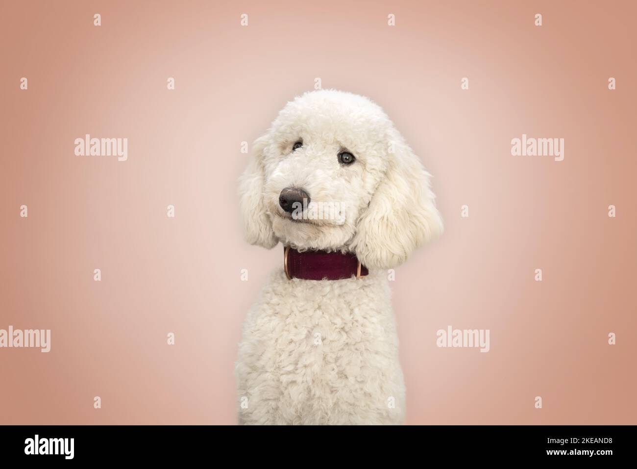 Standard poodle portrait hi-res stock photography and images - Alamy