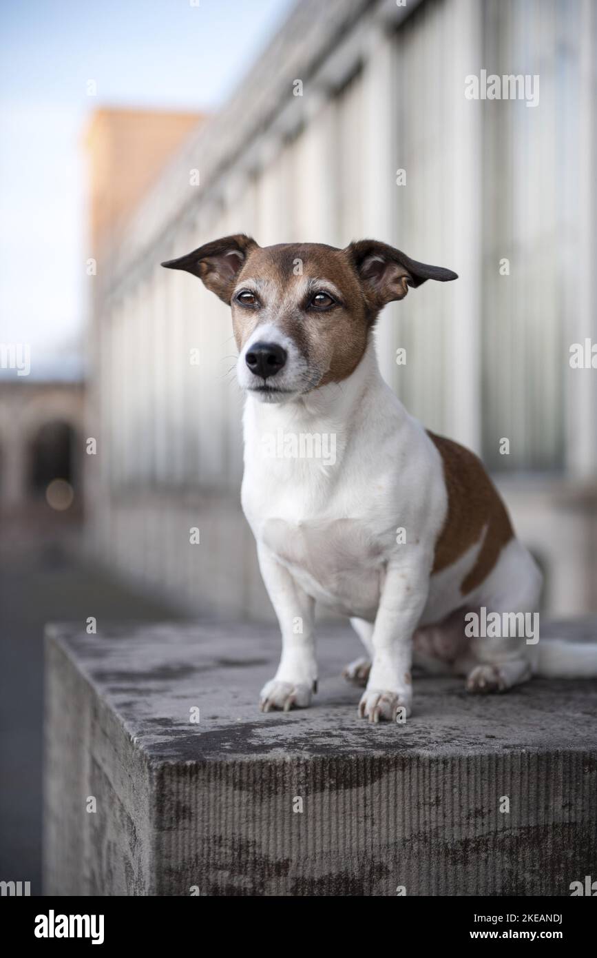 sitting Jack Russell Terrier Stock Photo - Alamy