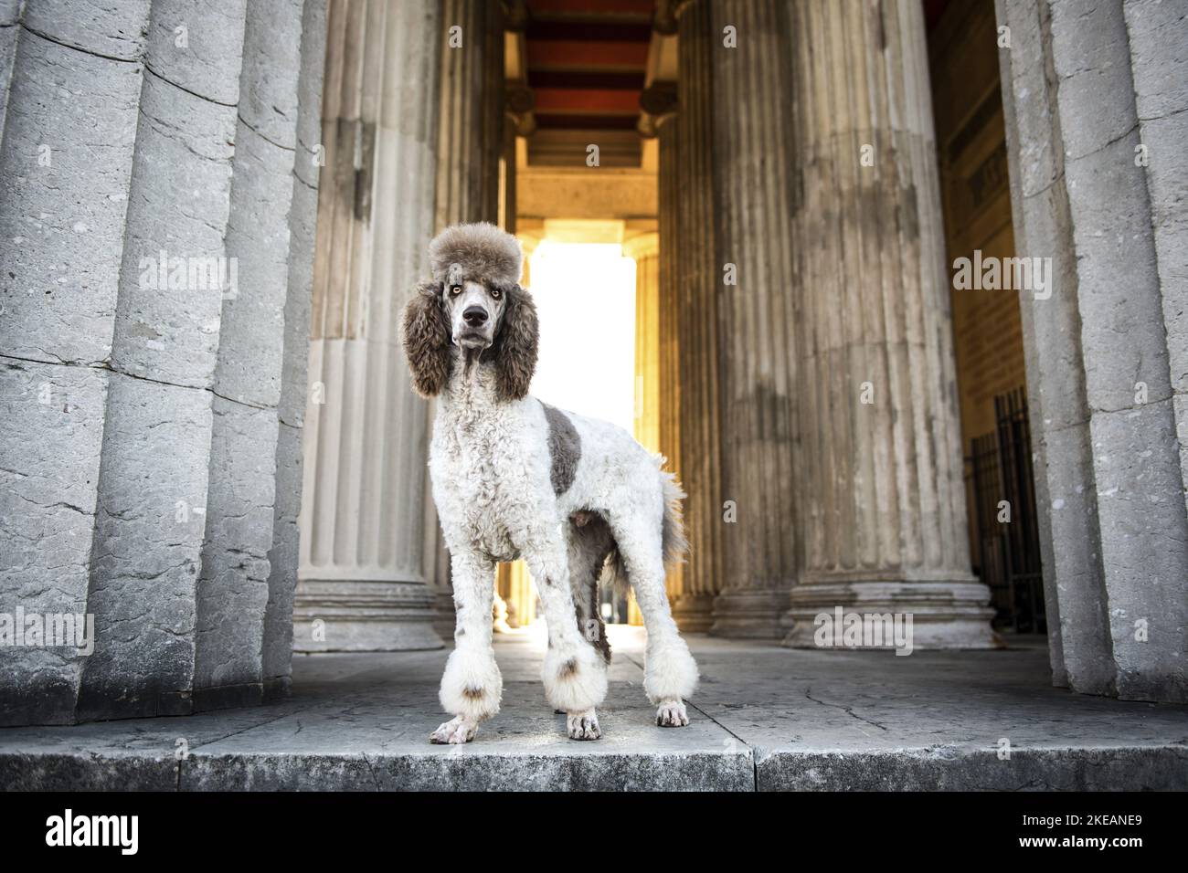 standing King Poodle Stock Photo - Alamy