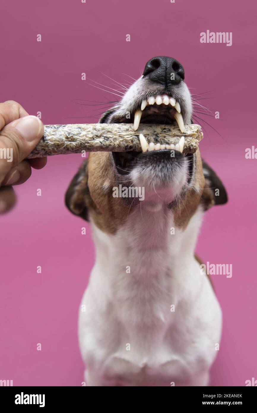 human with Jack Russell Terrier Stock Photo - Alamy