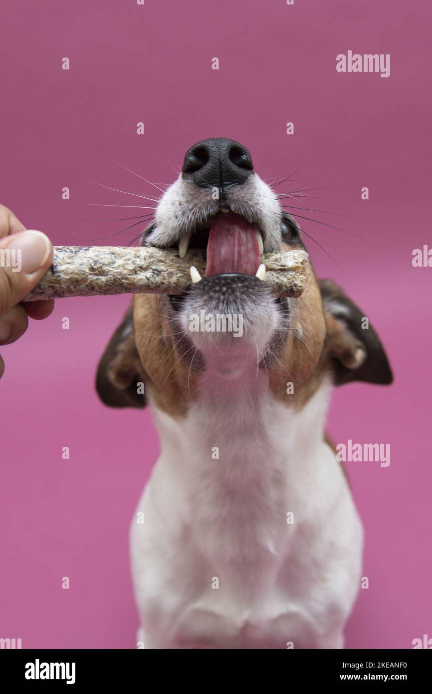 human with Jack Russell Terrier Stock Photo - Alamy