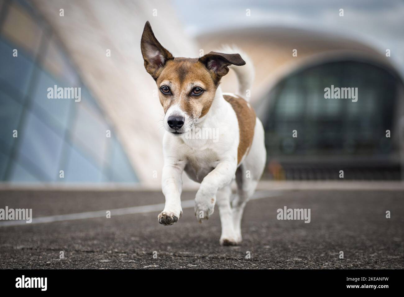 running Jack Russell Terrier Stock Photo - Alamy