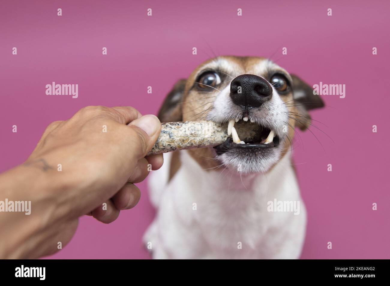 human with Jack Russell Terrier Stock Photo - Alamy