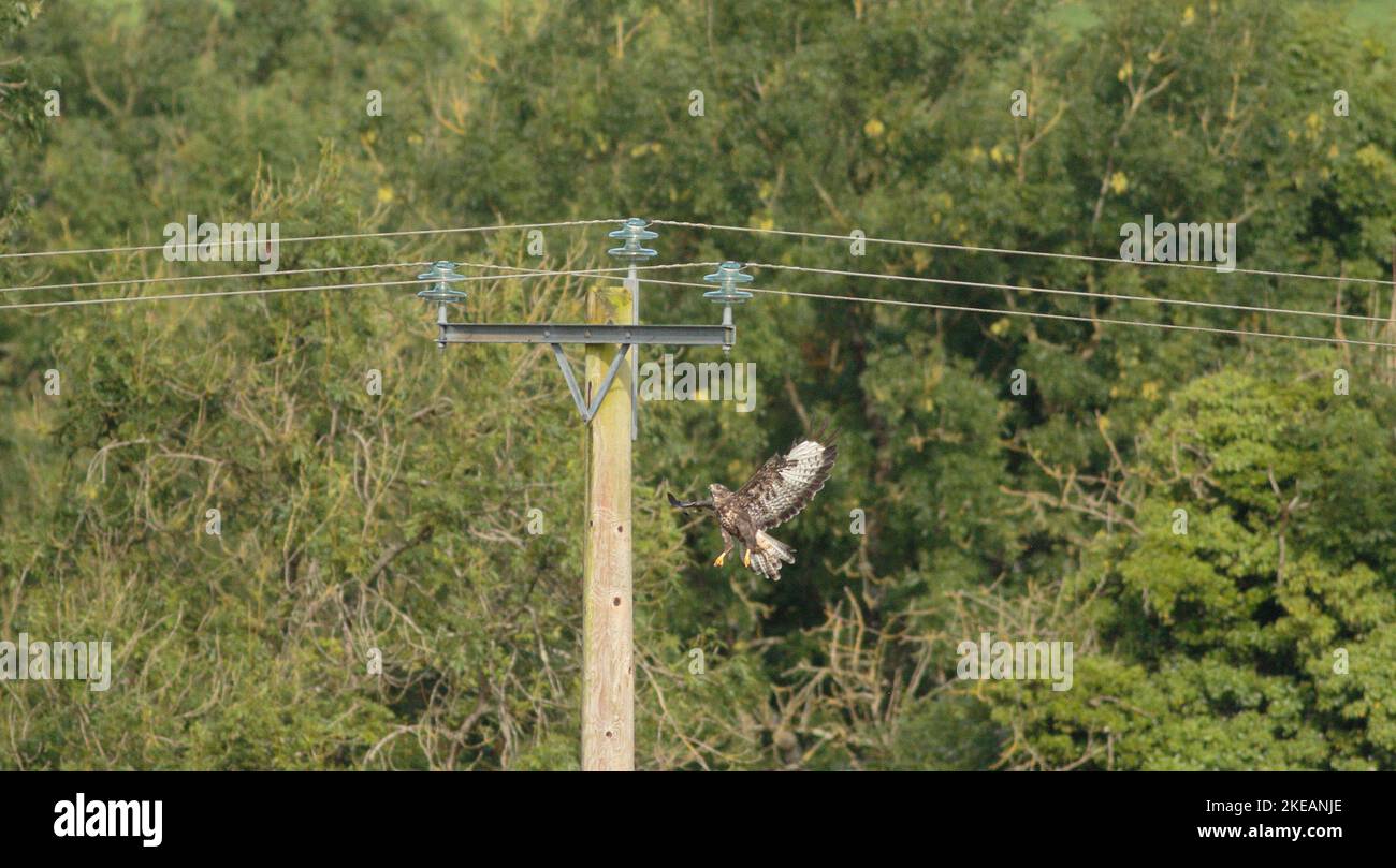 Aerial play fighting hi-res stock photography and images - Alamy