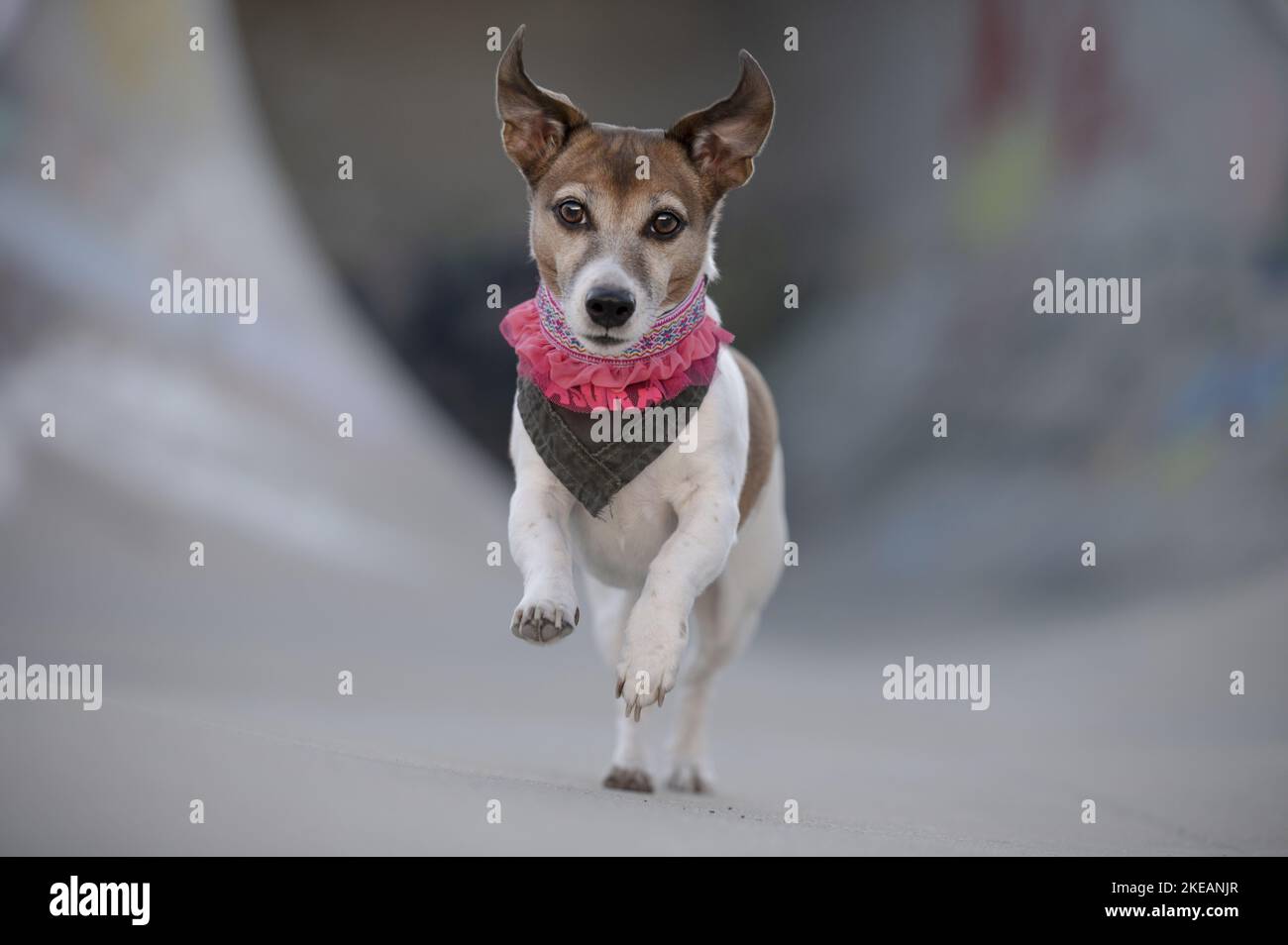 running Jack Russell Terrier Stock Photo - Alamy