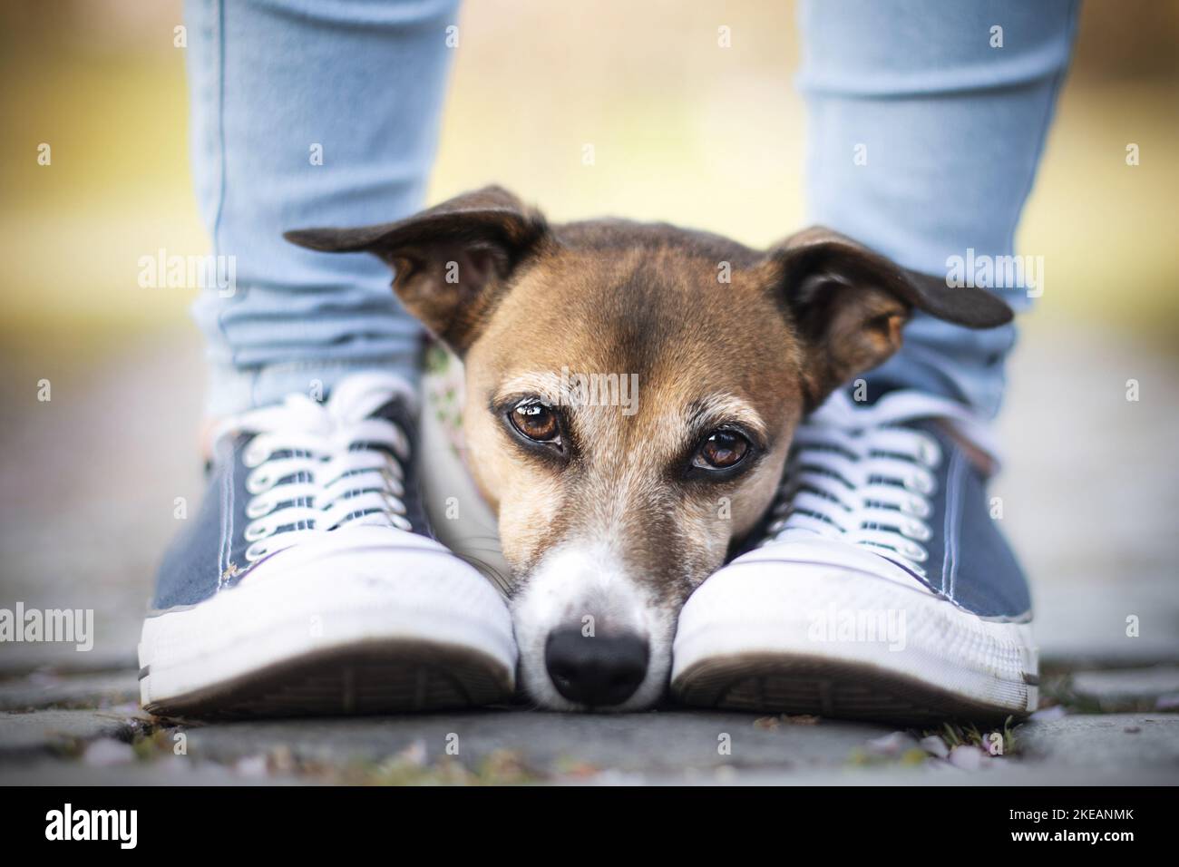 human with Jack Russell Terrier Stock Photo - Alamy