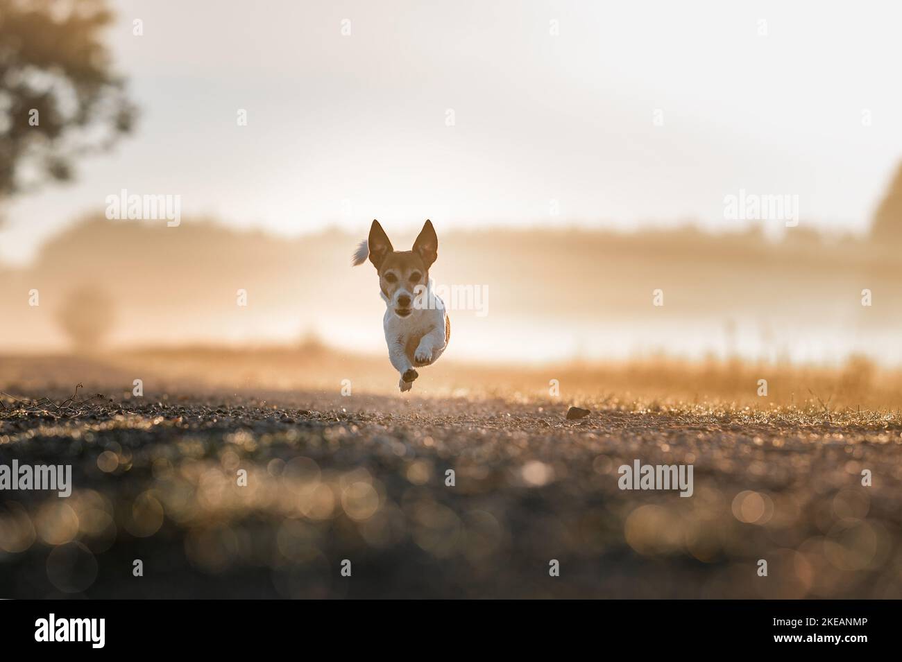 running Jack Russell Terrier Stock Photo - Alamy