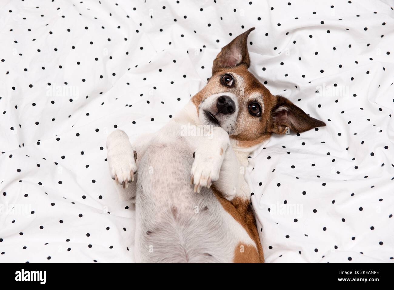 rolling Jack Russell Terrier Stock Photo - Alamy