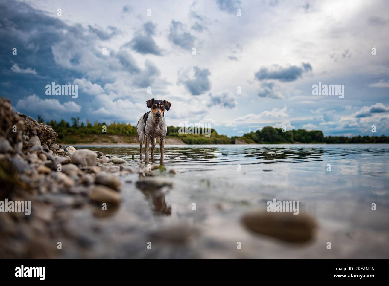 Ratonero Bodeguero Andaluz Stock Photo - Alamy