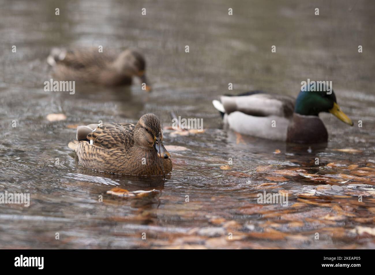 Three male mallards swimming hi-res stock photography and images - Alamy