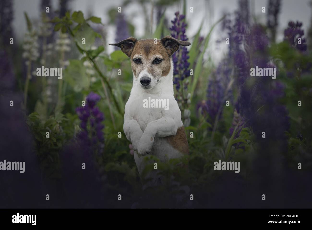 female Jack Russell Terrier Stock Photo - Alamy