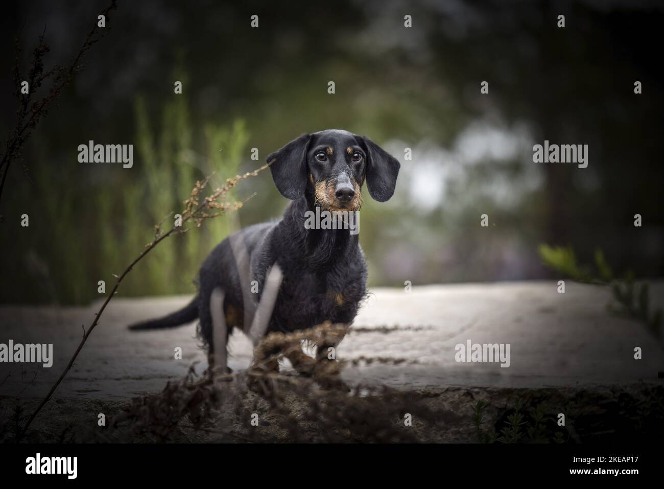 Male dachshund hi-res stock photography and images - Alamy