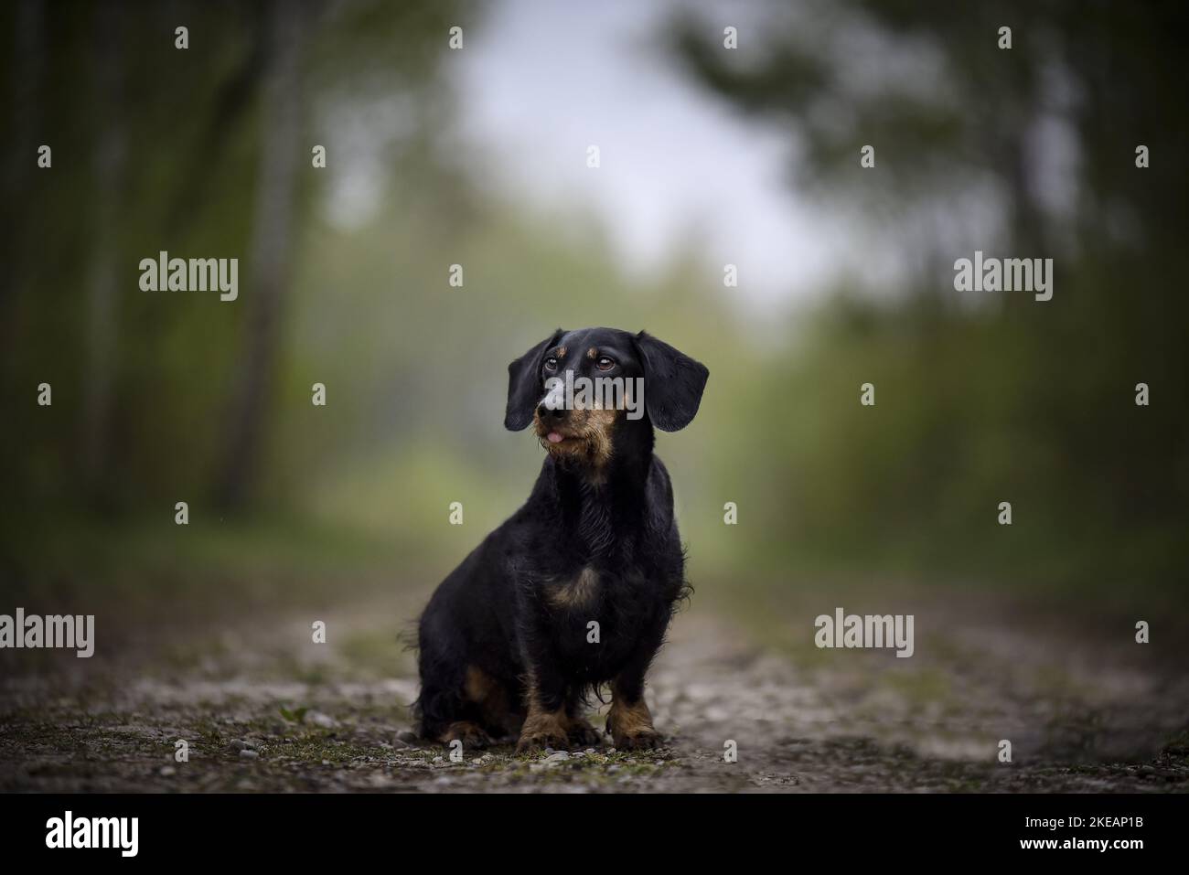 Male dachshund hi-res stock photography and images - Alamy