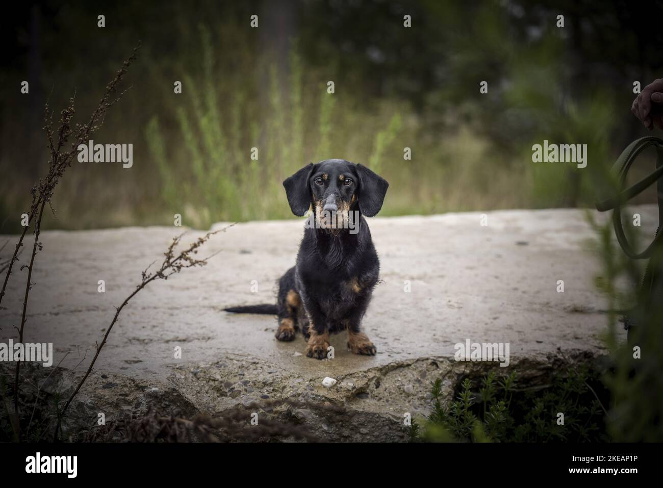 Male dachshund hi-res stock photography and images - Alamy