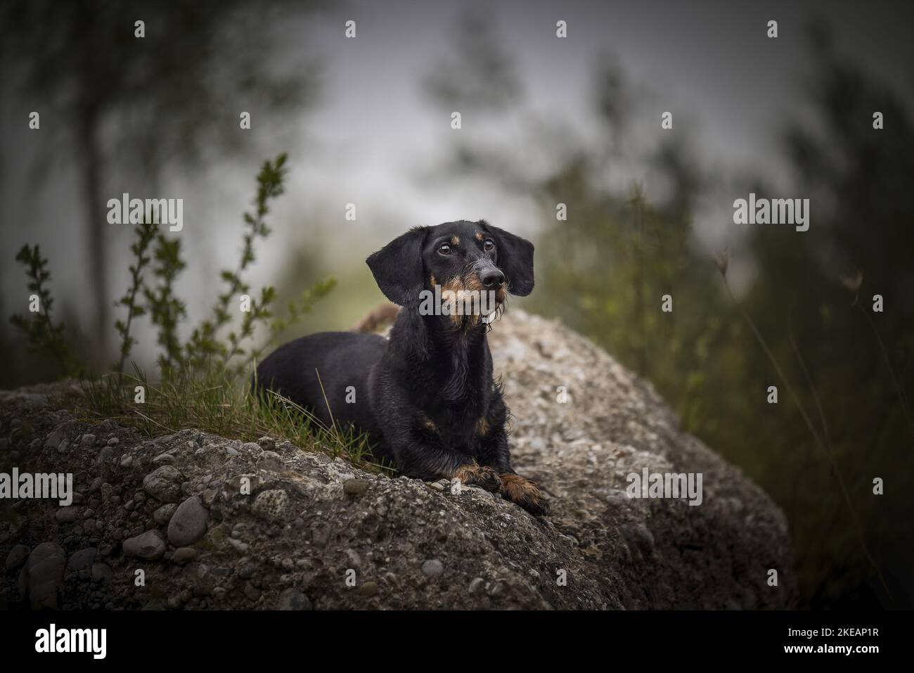 Male dachshund hi-res stock photography and images - Alamy