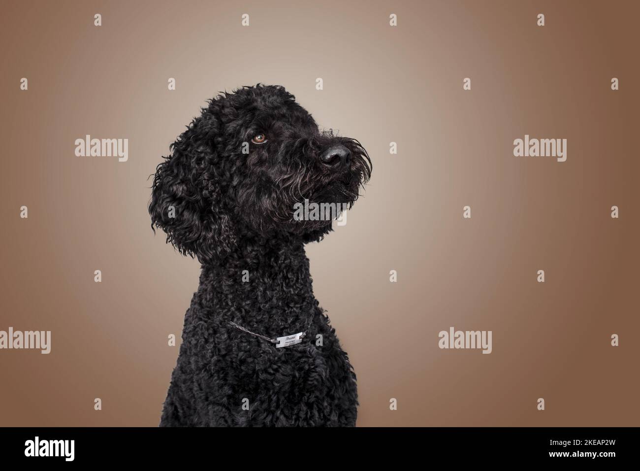 Giant Poodle Portrait Stock Photo - Alamy