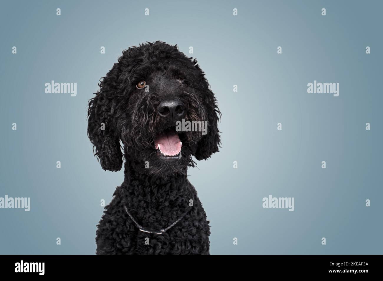 Giant Poodle Portrait Stock Photo - Alamy