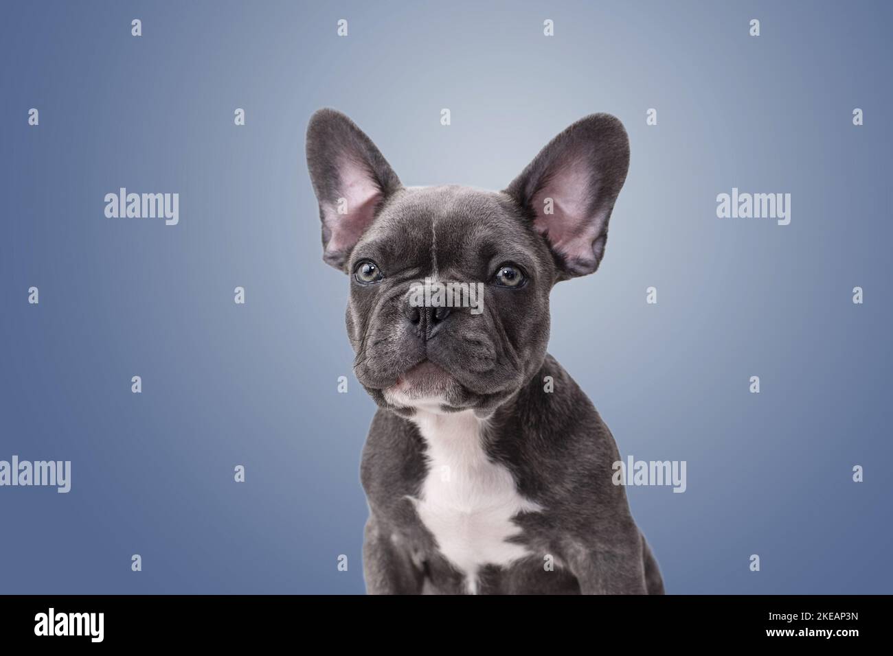 French Bulldog Portrait Stock Photo - Alamy