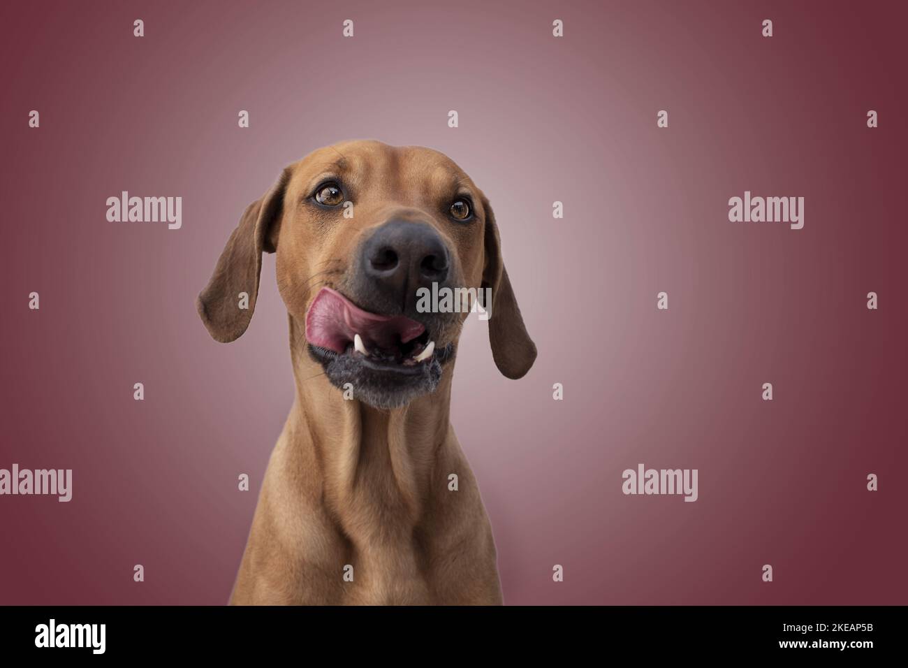 Rhodesian Ridgeback Portrait Stock Photo - Alamy
