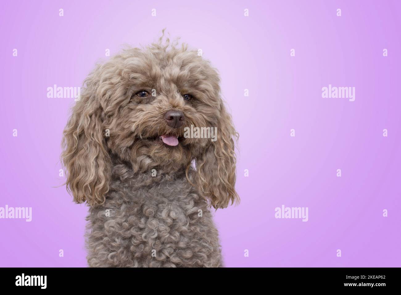 Miniature Poodle Portrait Stock Photo - Alamy